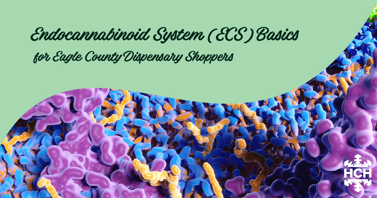 Endocannabinoid System (ECS) Basics for THC & CBD Users